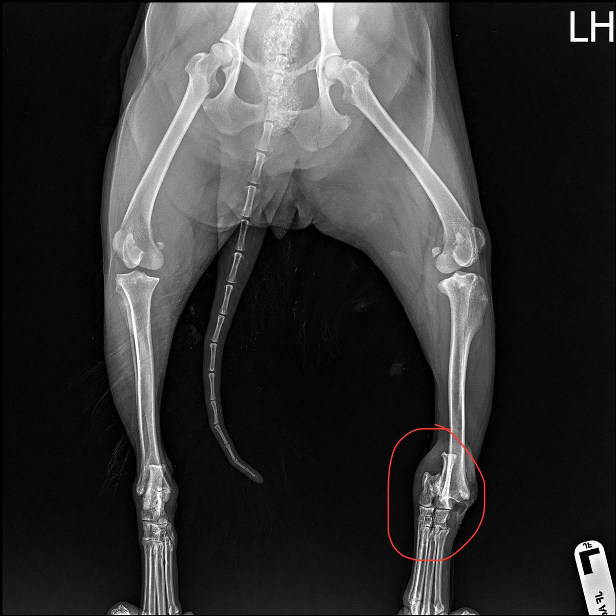 Niall Harbison's Threads – Thread Reader App