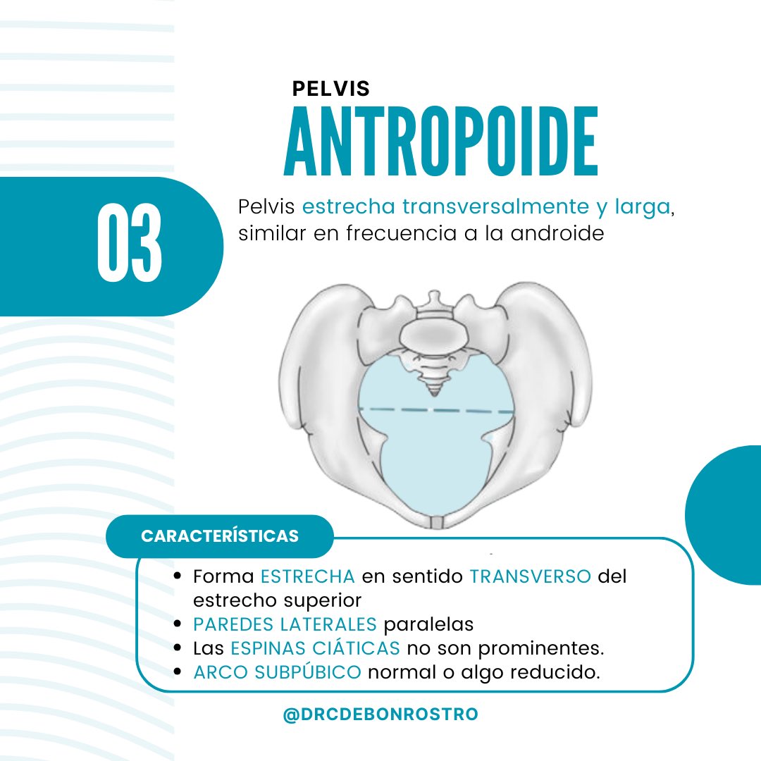 Tipos De Pelvis