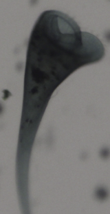 Deepa Rajan's Threads – Thread Reader App