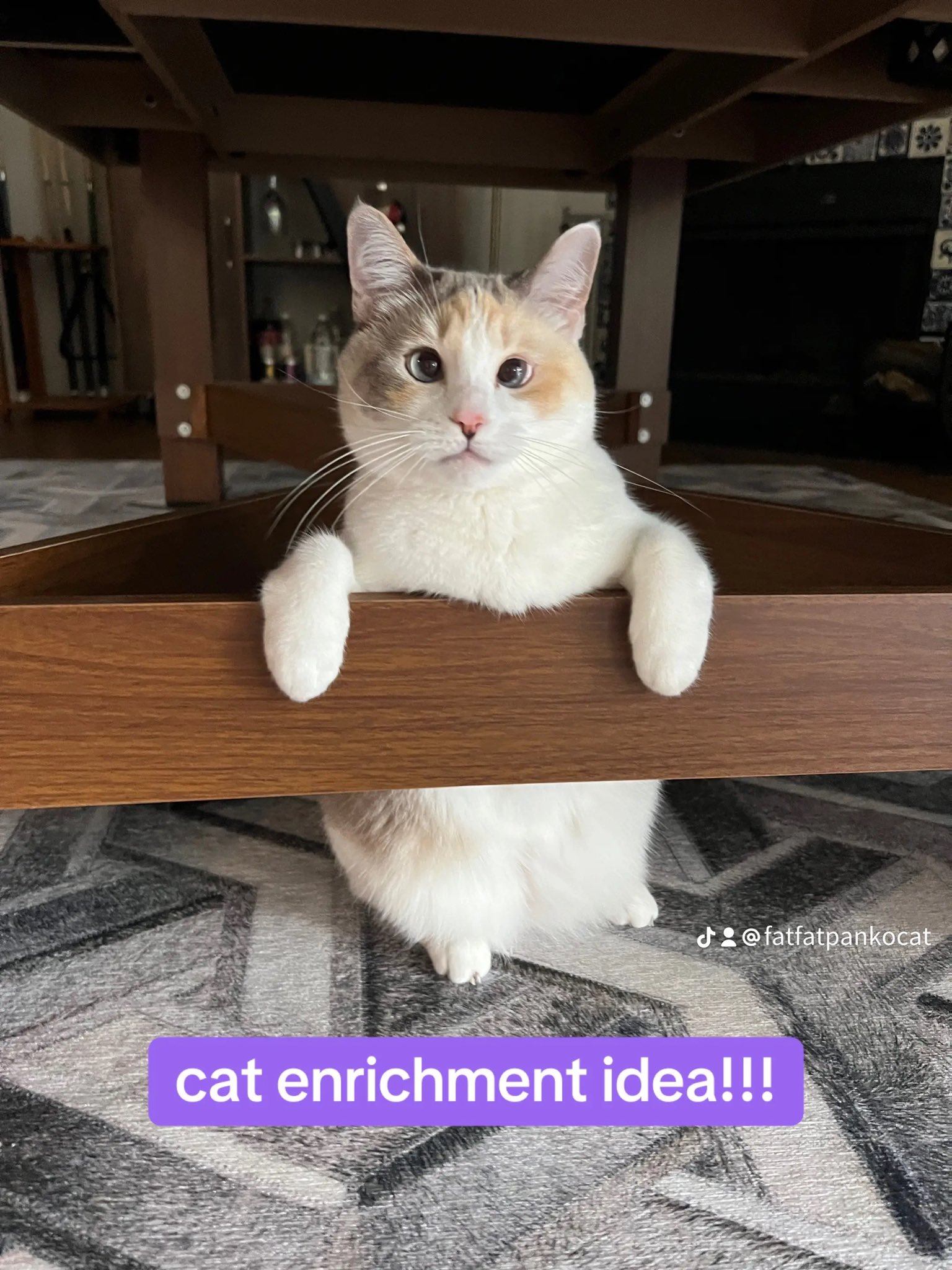 Memes Realization Cat A Friend Of Mine Took This Picture And I Thought