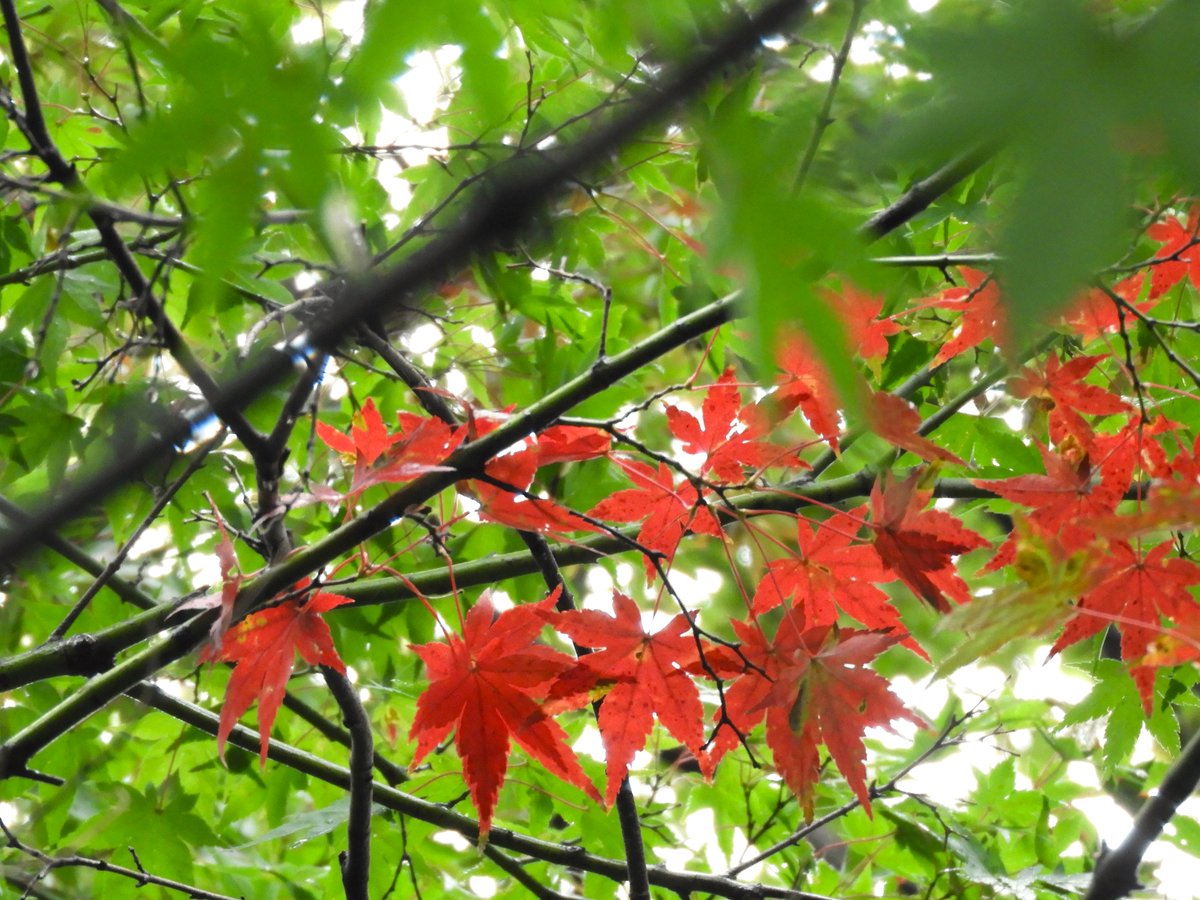 Fragment兎影館｜白座(@Fantas_magorie) - Twilog (ツイログ)