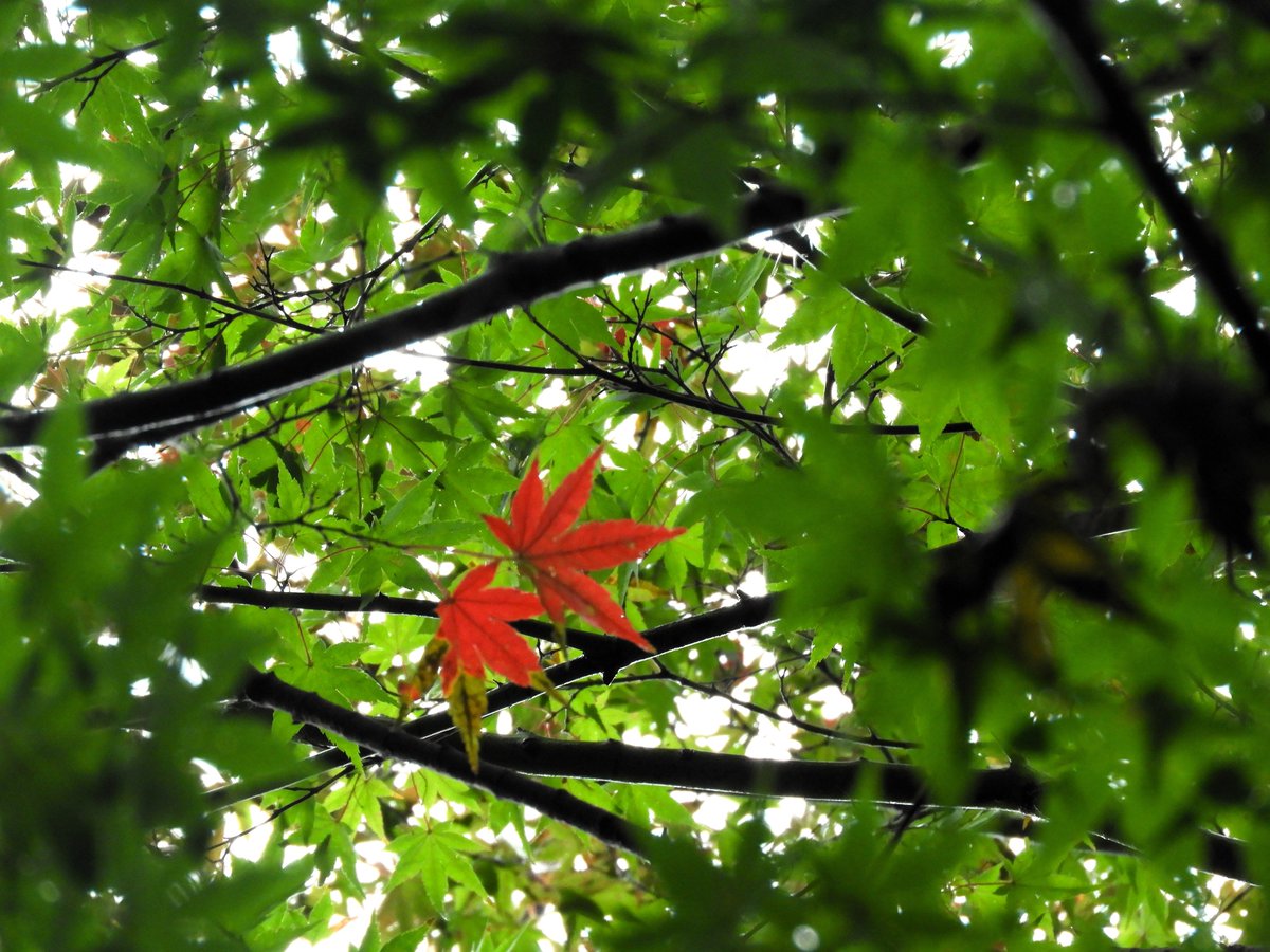 Fragment兎影館｜白座(@Fantas_magorie) - Twilog (ツイログ)