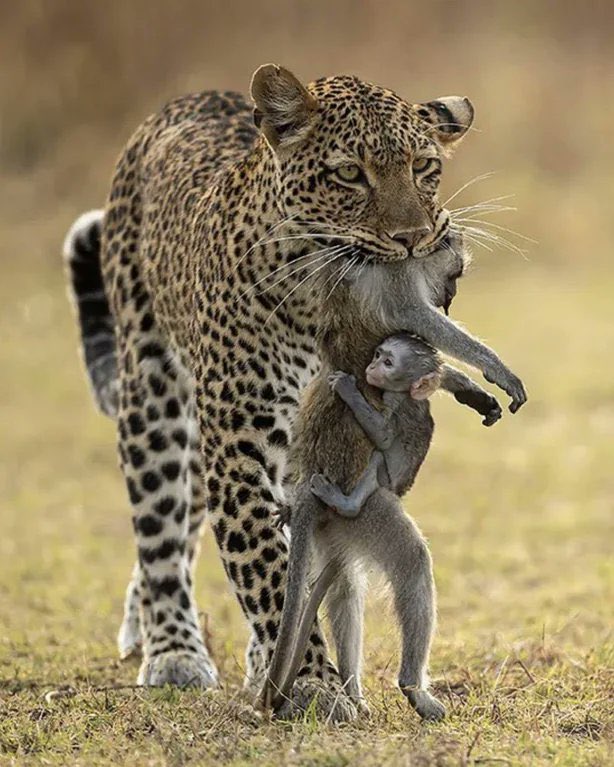 The Brutal Side of Mother Nature Revealed ~ A Thread 🧵 1. A reticulated ...