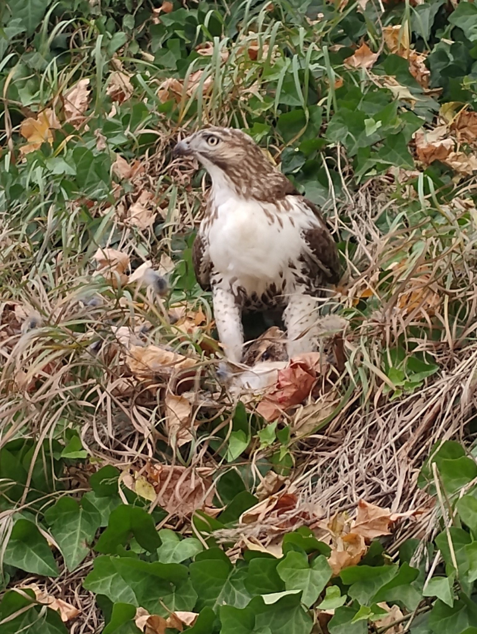 Hawk Eating Rabbit