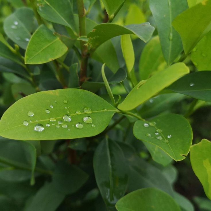 Mjue John Pemberton: Mwanzilishi wa Coca-Cola, Kinywaji Maarufu Zaidi ...