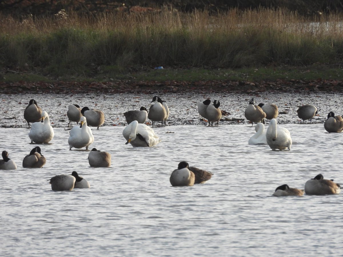 Frontiers Of Bird Identification - Cornwall Birds (CBWPS)