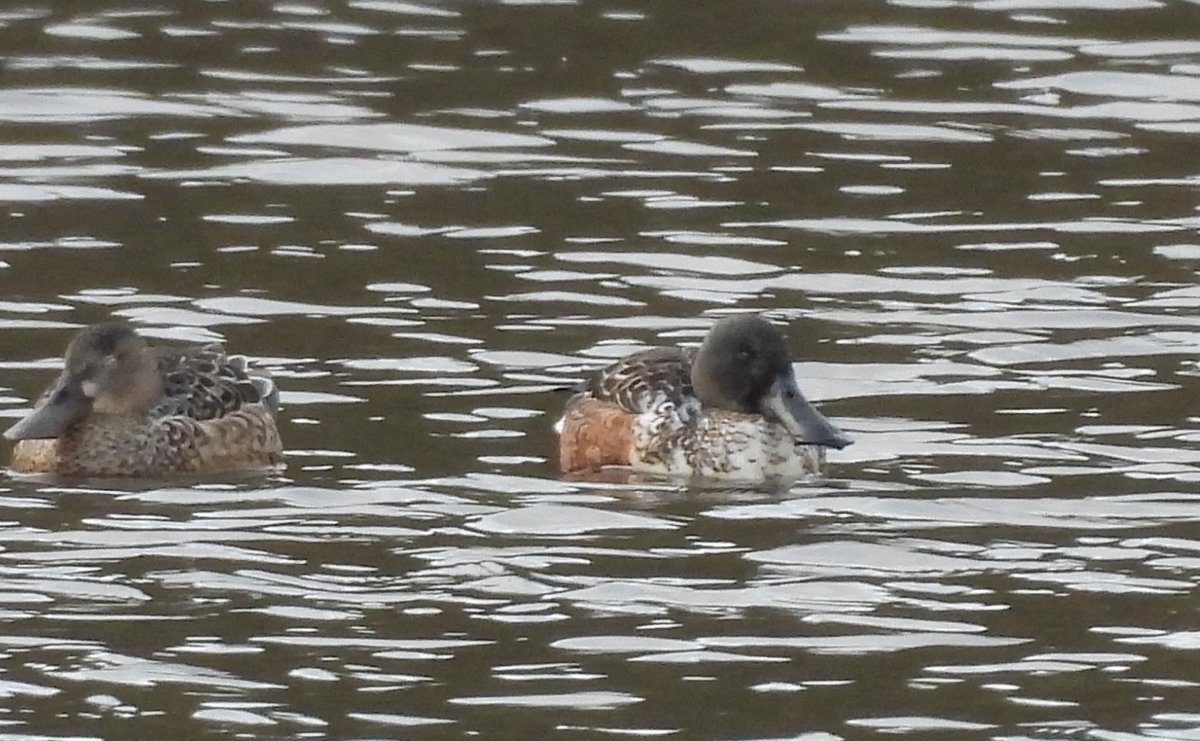 Frontiers Of Bird Identification - Cornwall Birds (CBWPS)