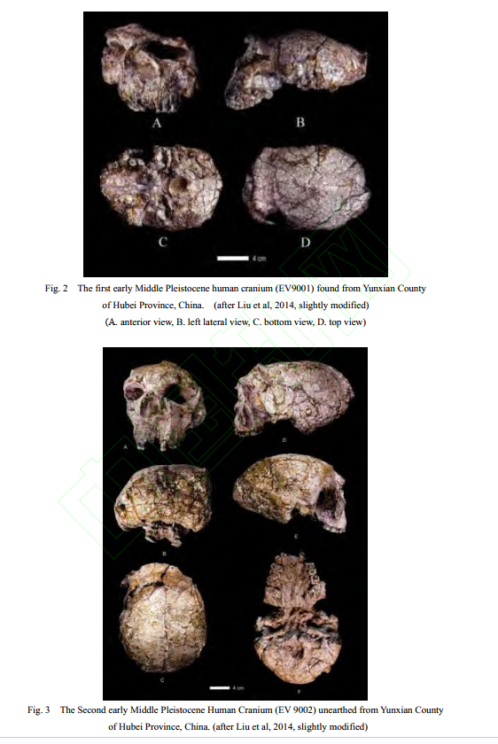 The final blow to the Out of Africa theory has just been published. The ...
