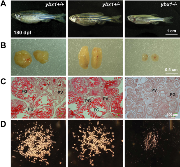 Zebrafish Embryo Anatomy Inner Ear Cell Types Between Fish And Mammals
