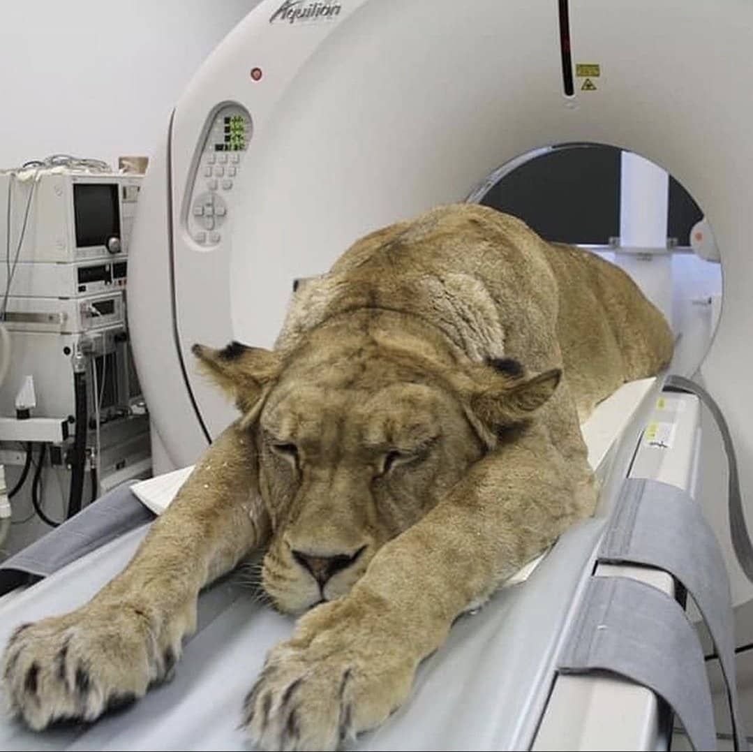 Animals getting X-rayed against their will 🧵 1. Angelfish - Thread from ...