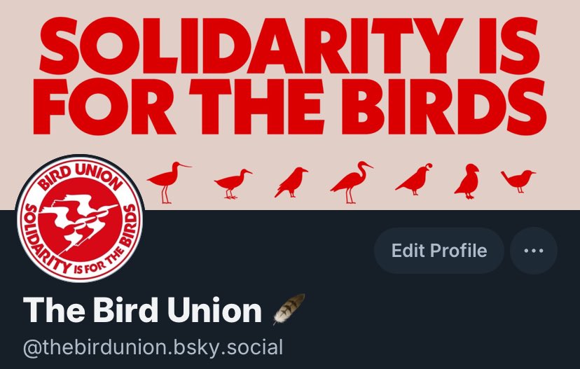 The Bird Union 🪶 (@thebirdunion) / Posts / X