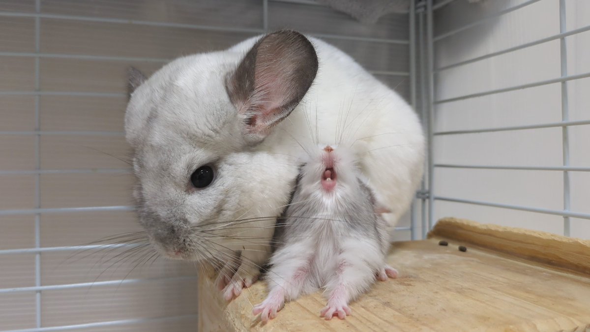 浅見潤(@asami_jun) - Twilog (ツイログ)