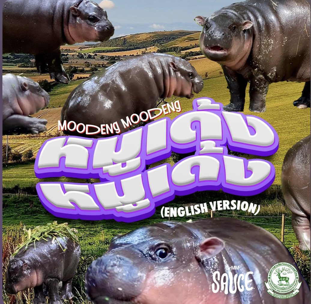 Thailand's Baby Pygmy Hippo Moo Deng Releases Official Theme Song ...