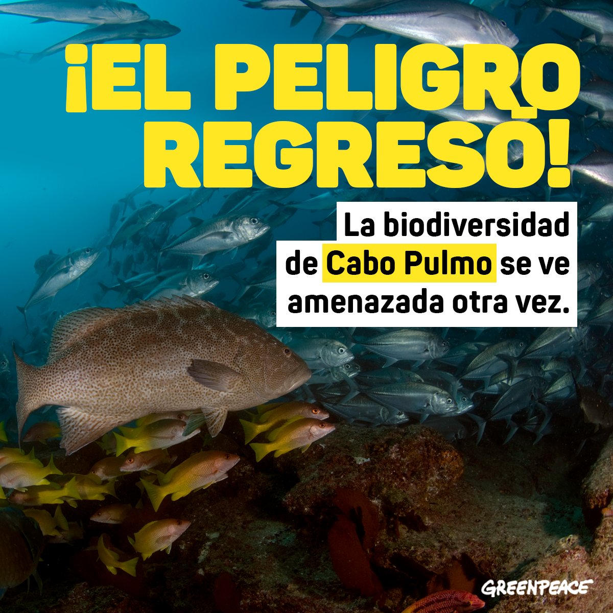 Cabo Pulmo Logo Coalición Cabo Pulmo Vivo (@CaboPulmoVivo) / X