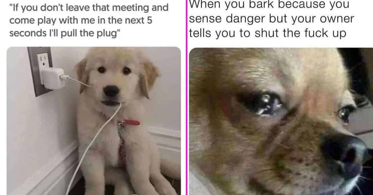 Dog Ruff Memes Texts From Last Night On X: "58 Spot On Dog Memes For