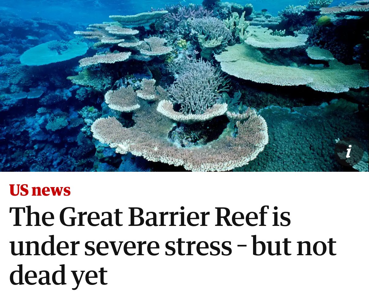 Coral Reef Meme