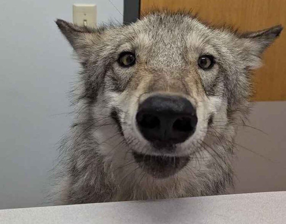Derp Wolf Memes
