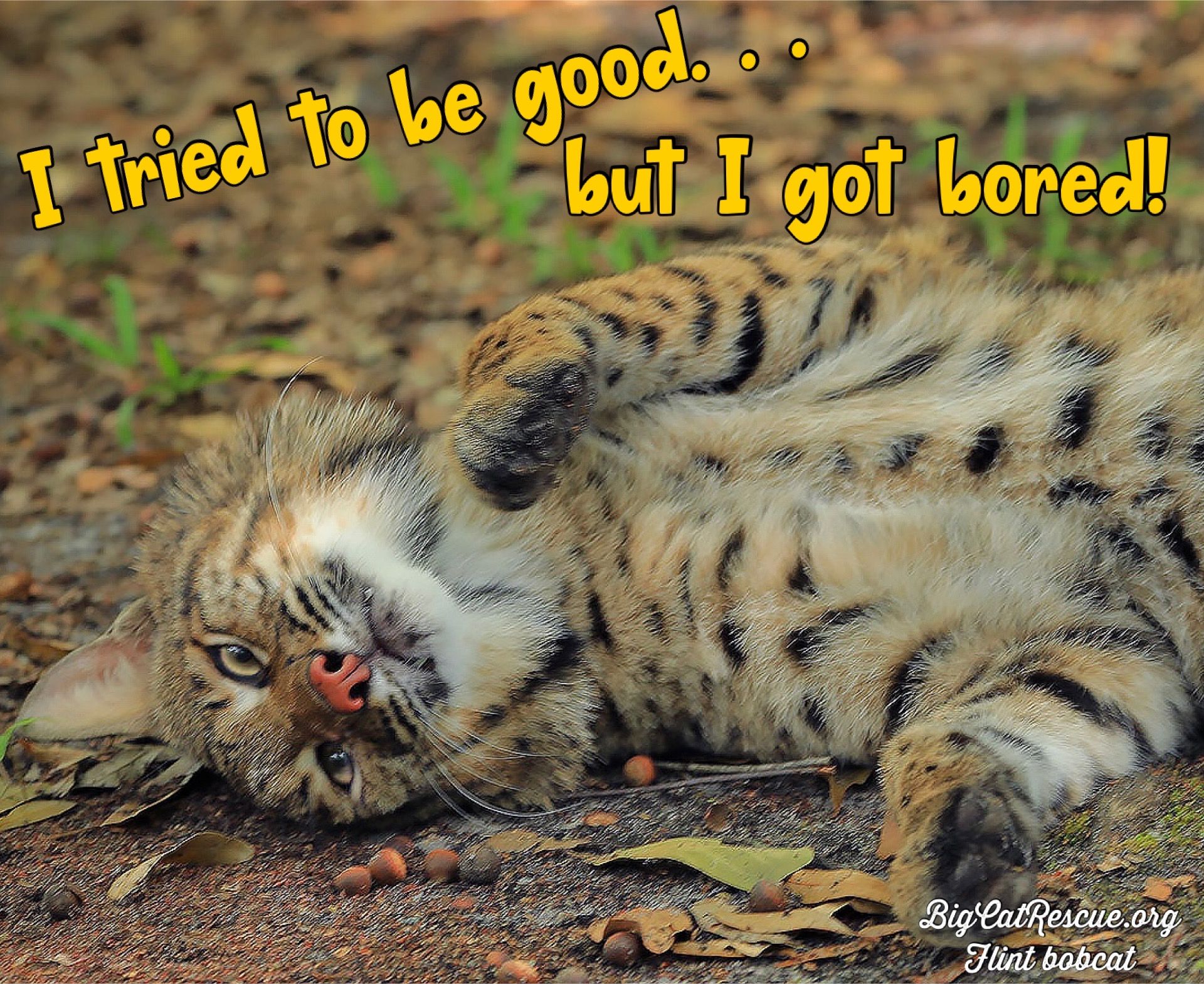 Bobcat Quotes Get Quote | Bobcat Of New Hampshire | Chichester