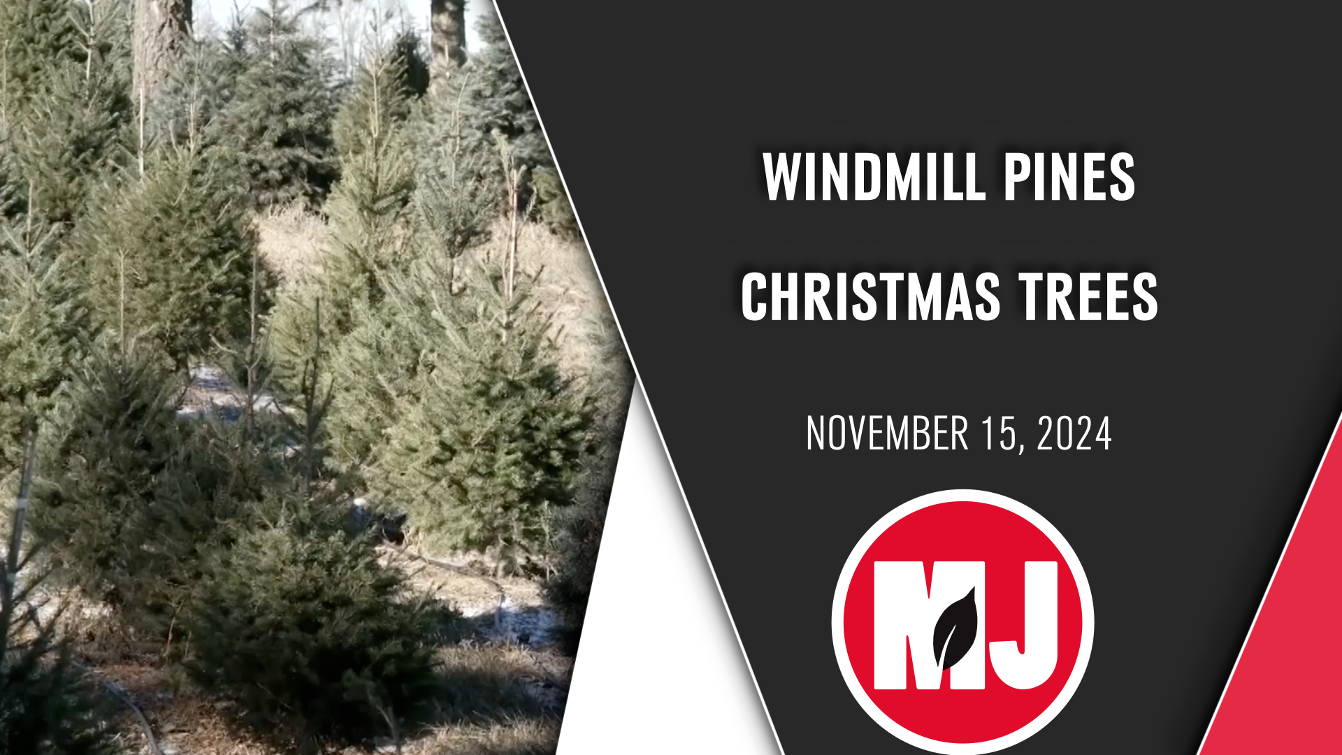 Christmas Tree Farms In Nebraska Nordstrom's Christmas Tree Farm