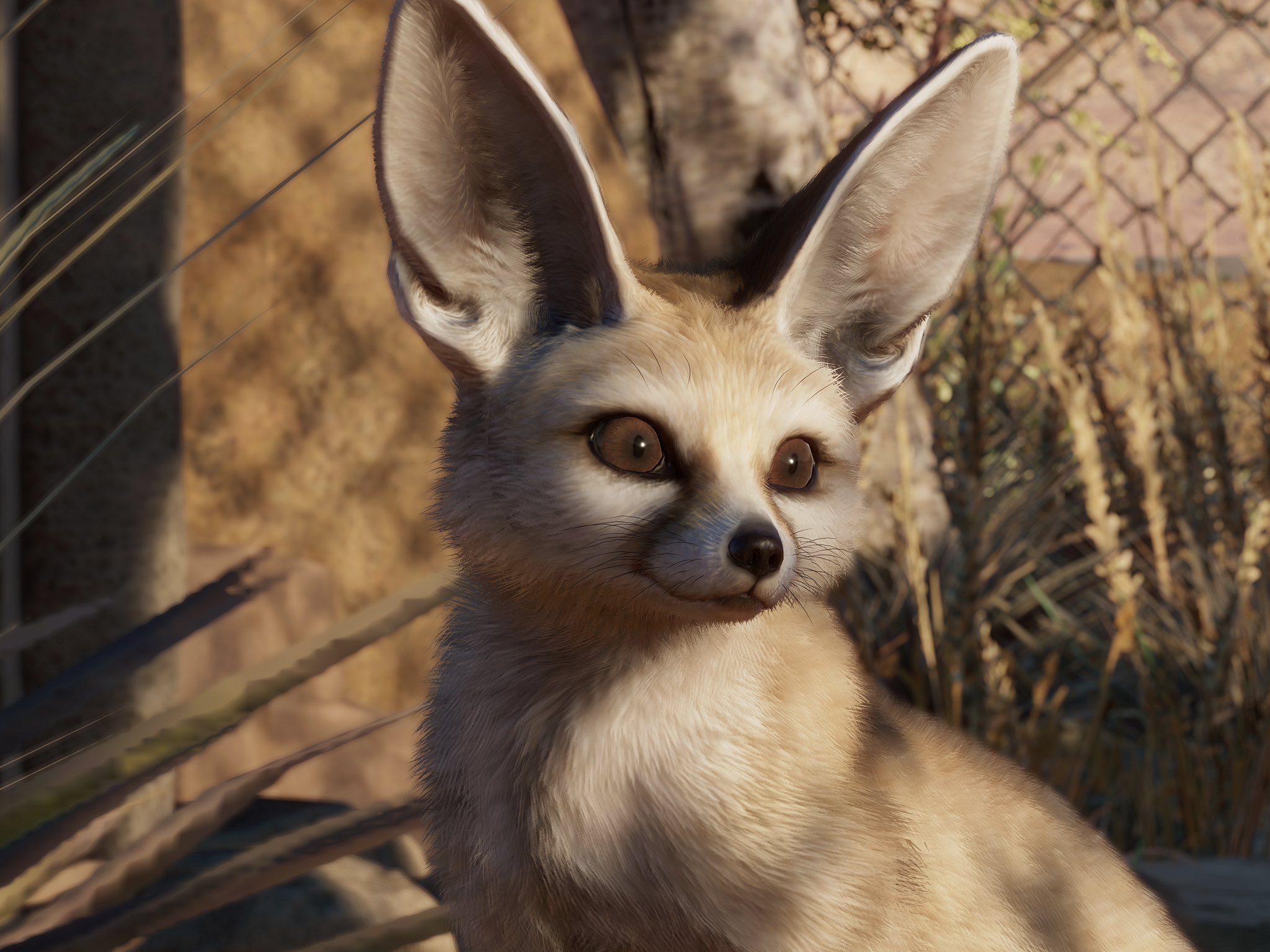Fennec Fox In The Desert Fennec Fox, Desert Fox, Or Vulpes Zerda,