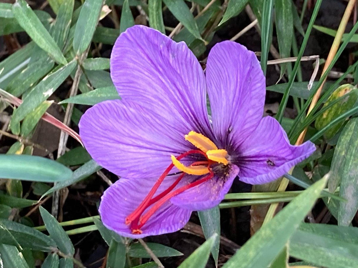 Fragment兎影館｜白座(@Fantas_magorie) - Twilog (ツイログ)