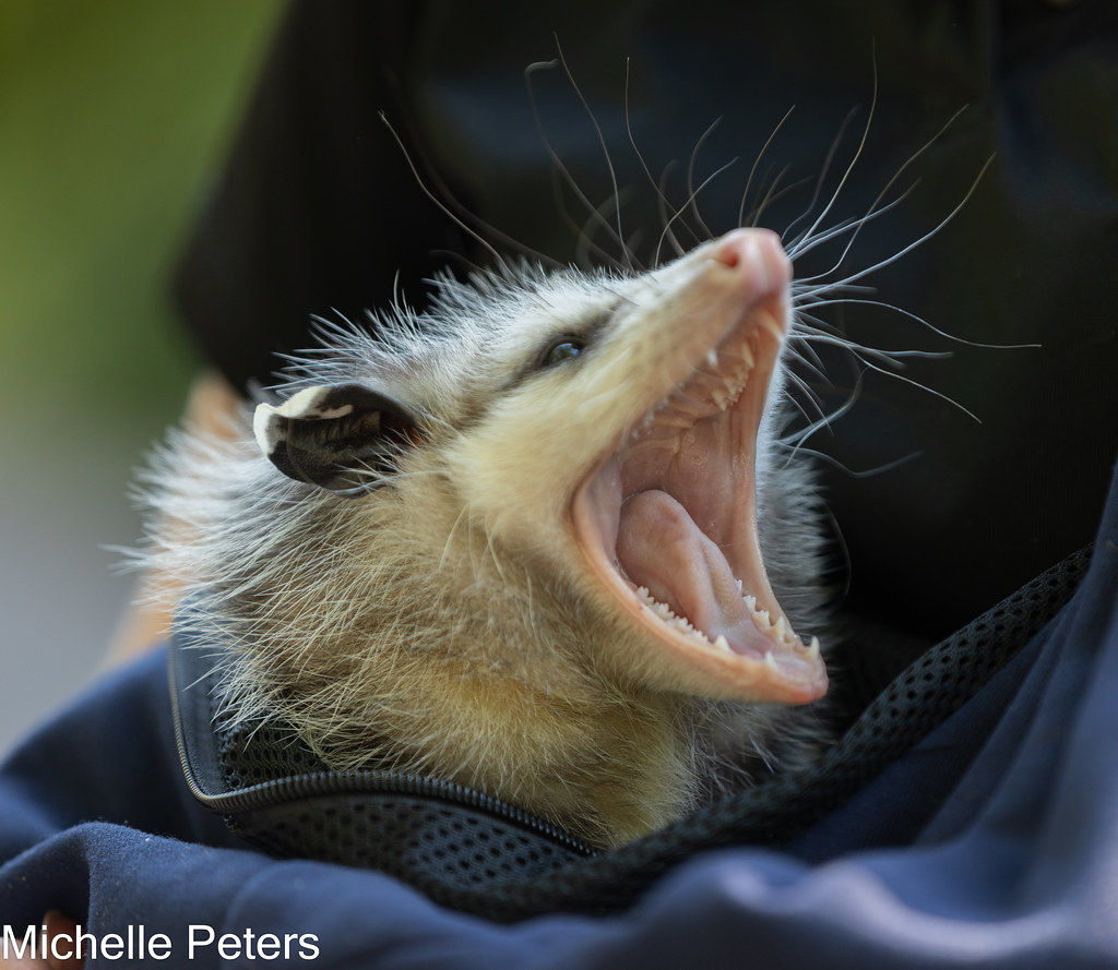 Opossum Teeth 33 Possum Teeth Stock Photos, High Res Pictures, And