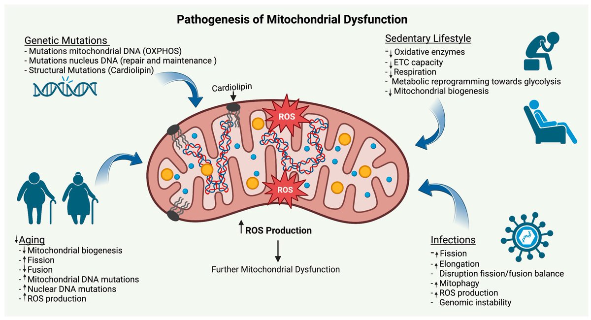 If you have mitochondrial dysfunction, your quality of life will ...