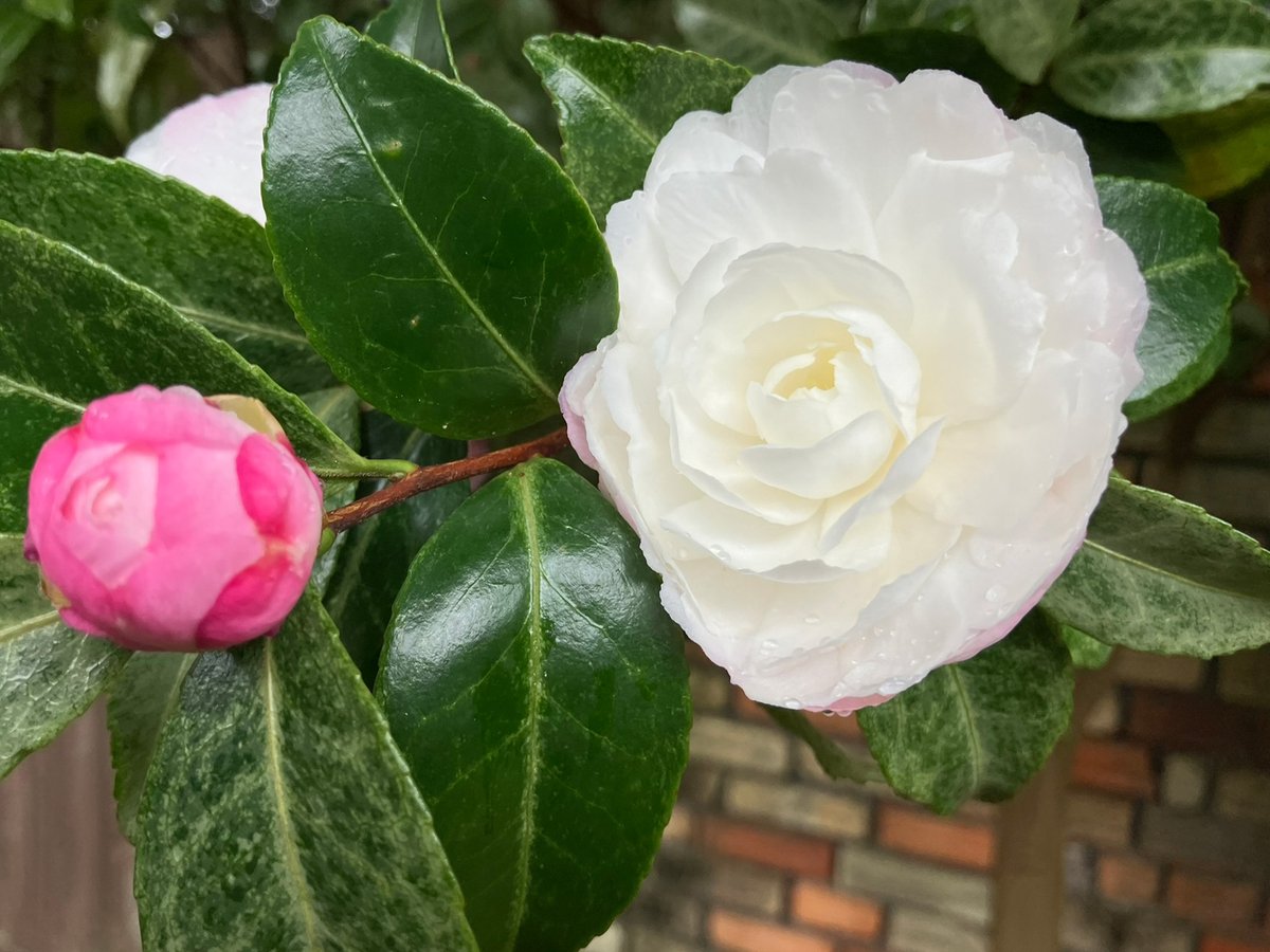 Fragment兎影館｜白座(@Fantas_magorie) - Twilog (ツイログ)