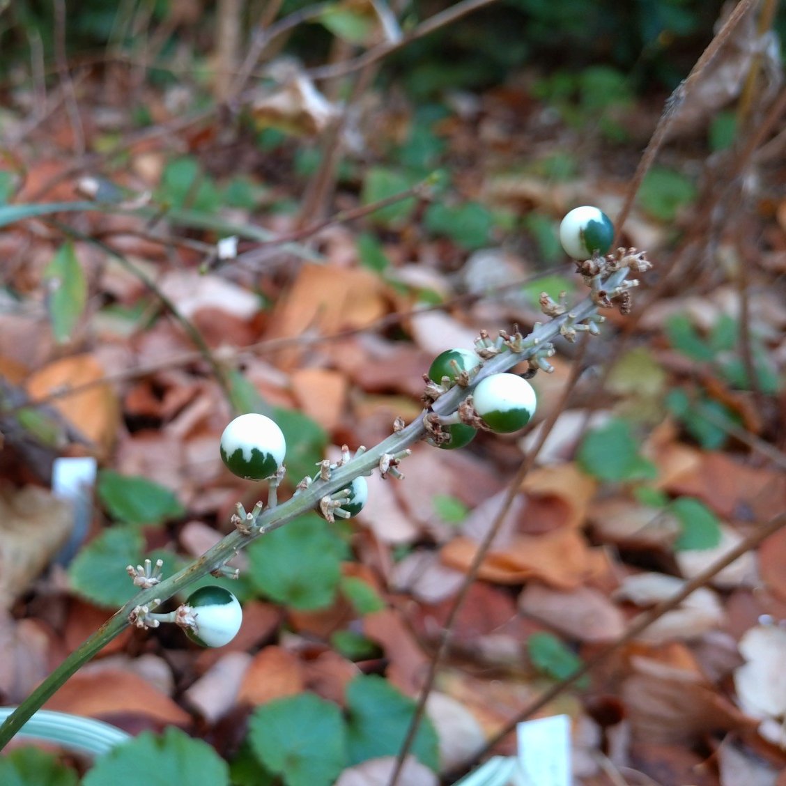 Fragment兎影館｜白座(@Fantas_magorie) - Twilog (ツイログ)