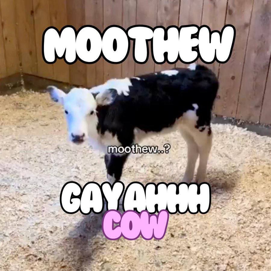 Fire Cow Memes Select Sires