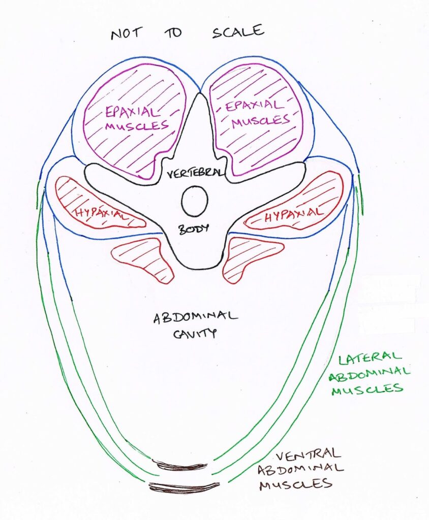 The psoas muscle is quintessentially human, responsible for upright ...