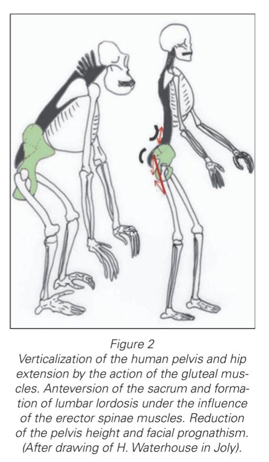 The psoas muscle is quintessentially human, responsible for upright ...