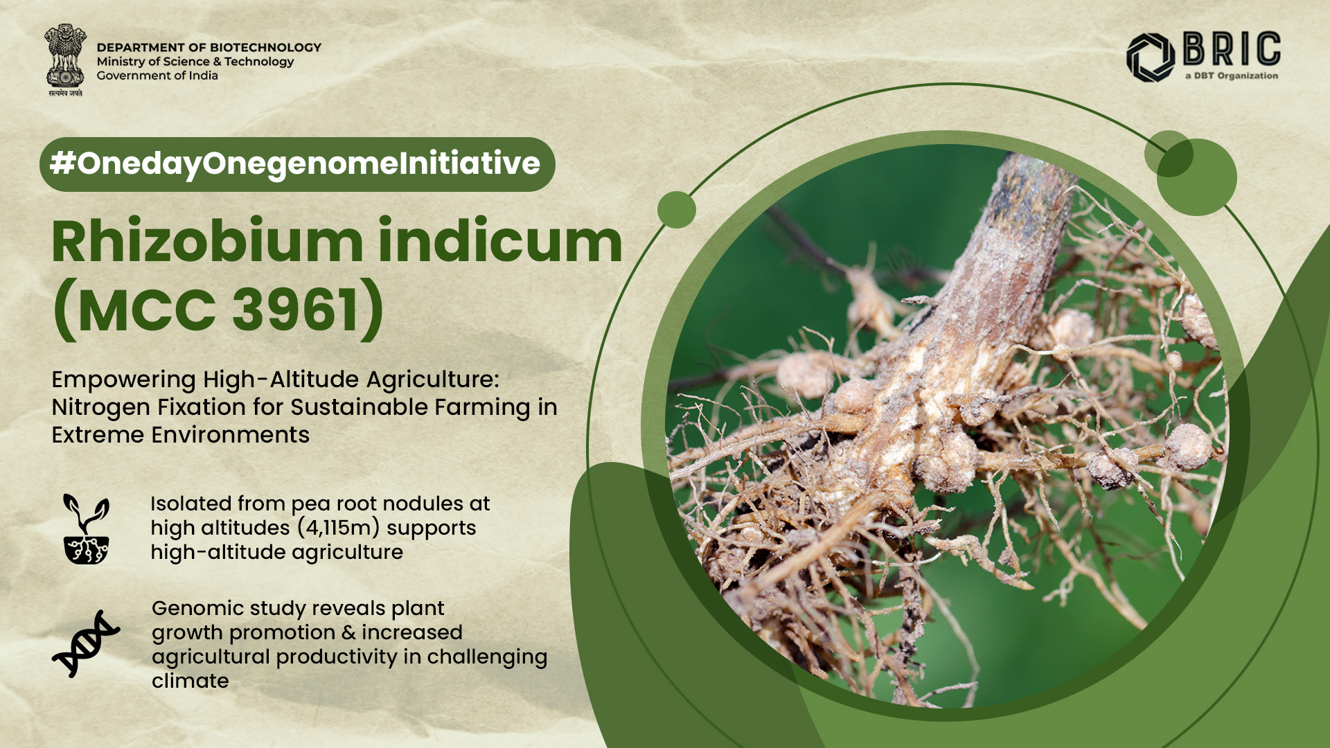 Rhizobium Nitrogen Fixation