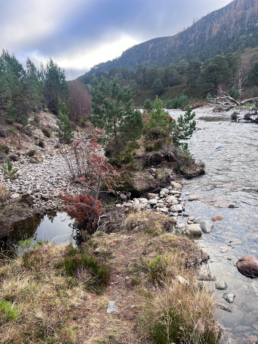 Mar Lodge Estate National Nature Reserve NTS (@MarLodgeNTS) / Posts / X