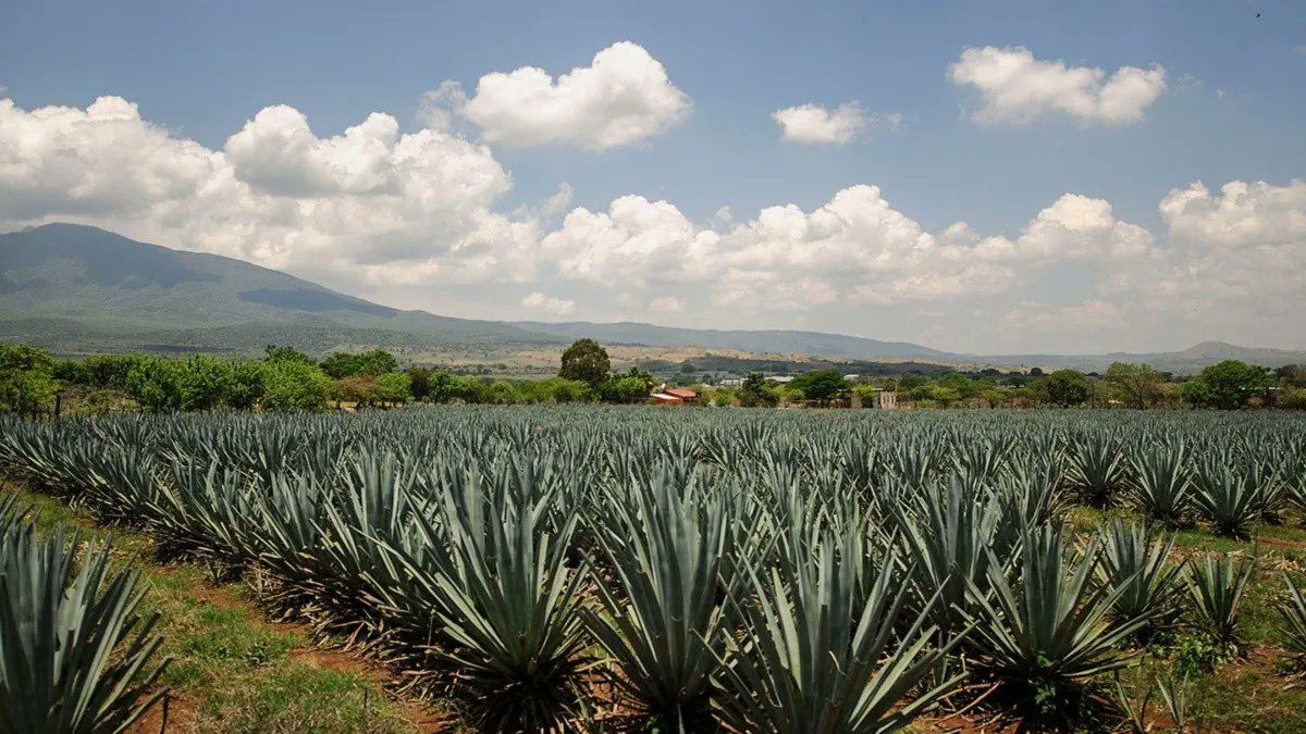 Thread by @illicitinv on Thread Reader App – Thread Reader App