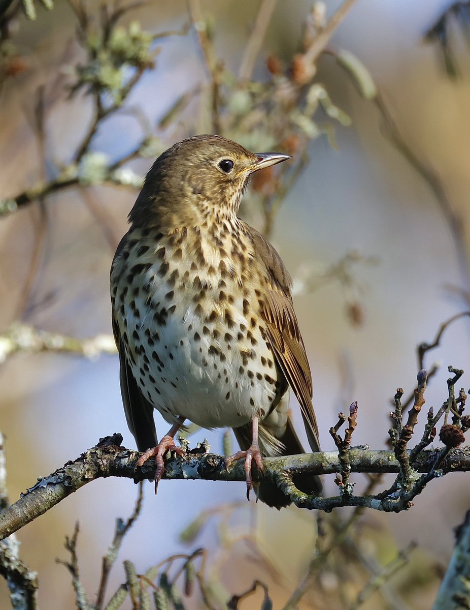 Sunday 25th December 2022 - Cornwall Birds (CBWPS)