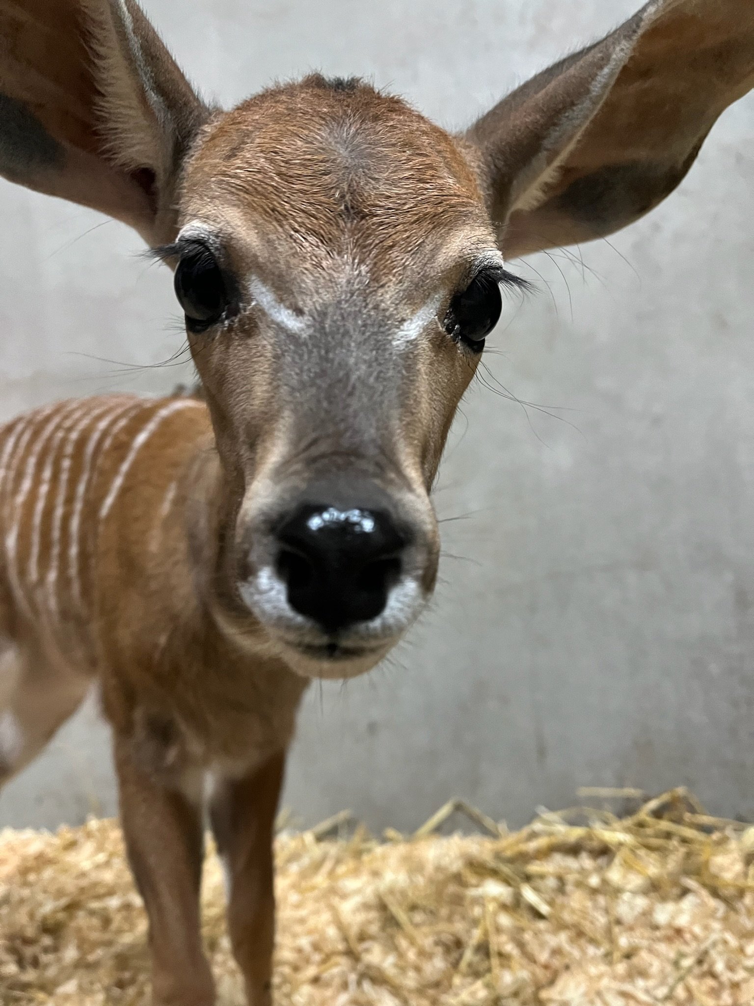 Bebé Kudu