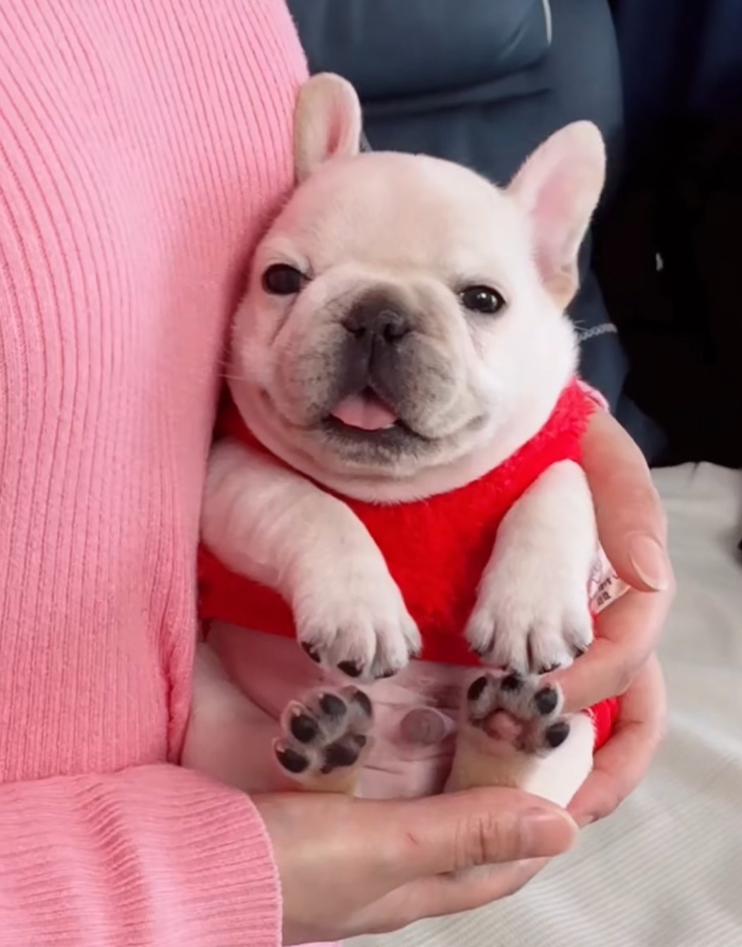 Fat French Bulldog Puppy Is My French Bulldog Overweight? Tips To