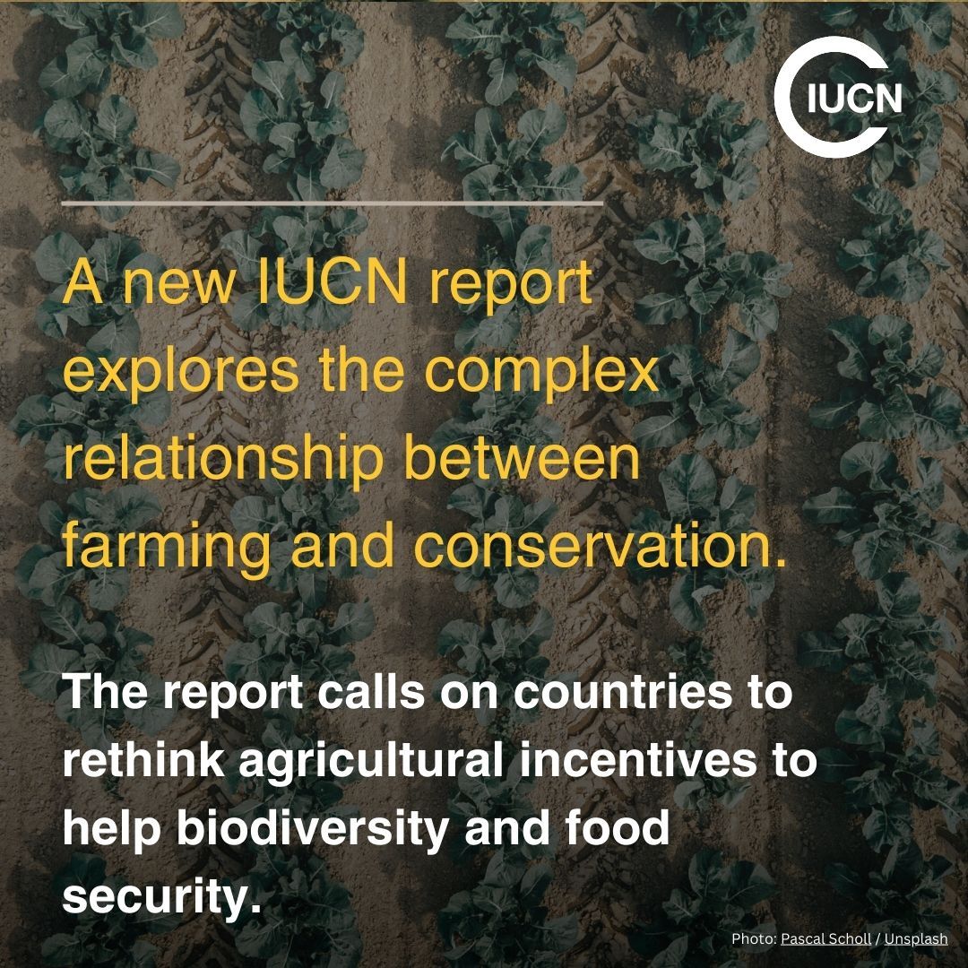 Iucn International Union For Conservation Of Nature (IUCN) Archives
