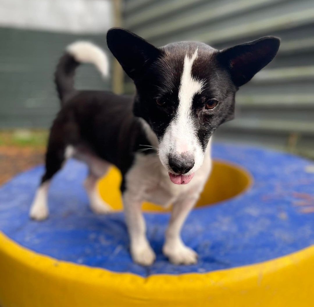 Puppy Madra Dalmatian Catahoula Leopard Dog Adoption In Madera, CA: