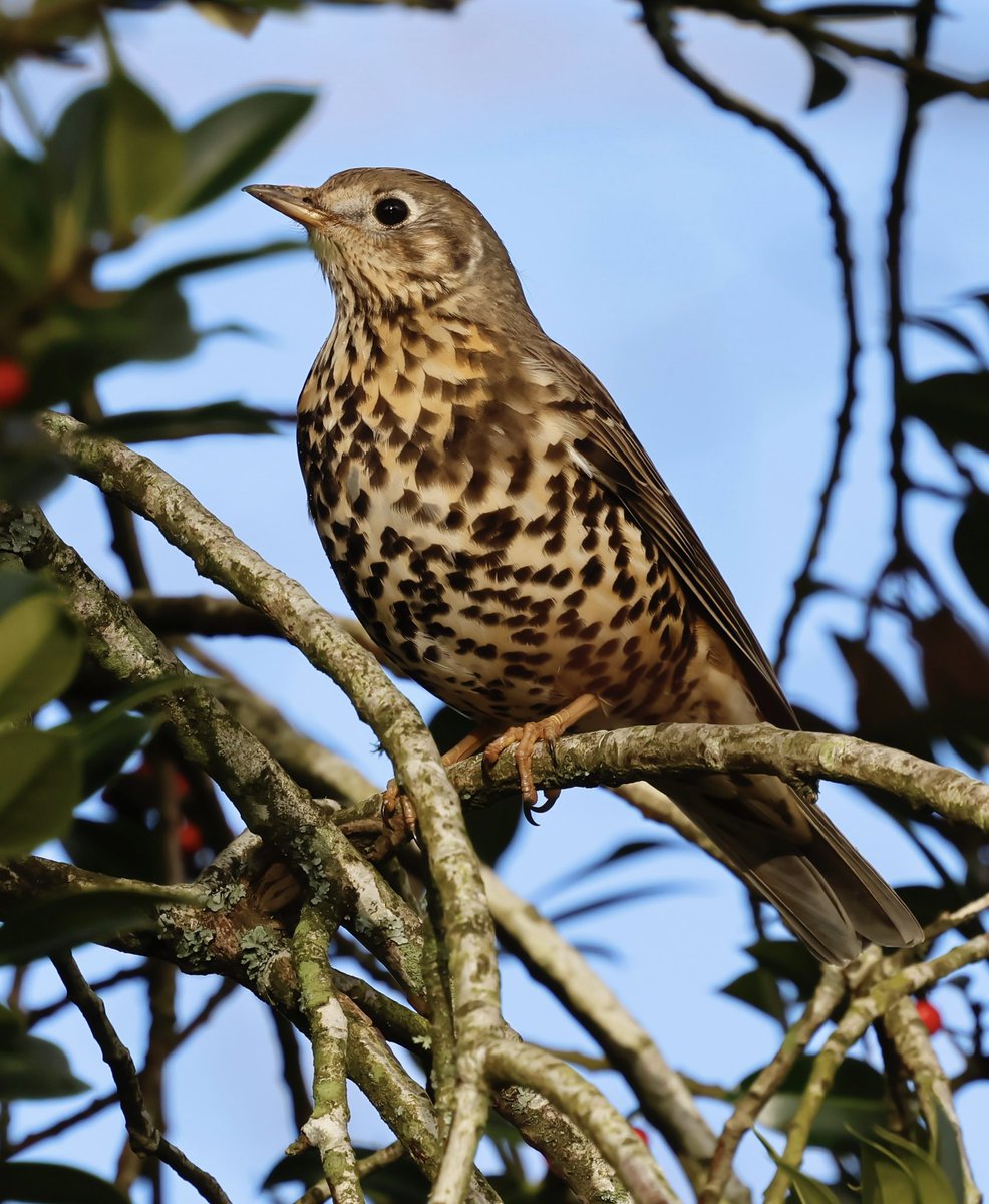 Poyser Flight Identification of European Raptors - Cornwall Birds (CBWPS)