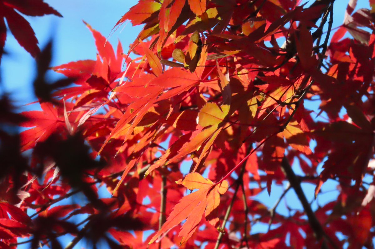 Fragment兎影館｜白座(@Fantas_magorie) - Twilog (ツイログ)