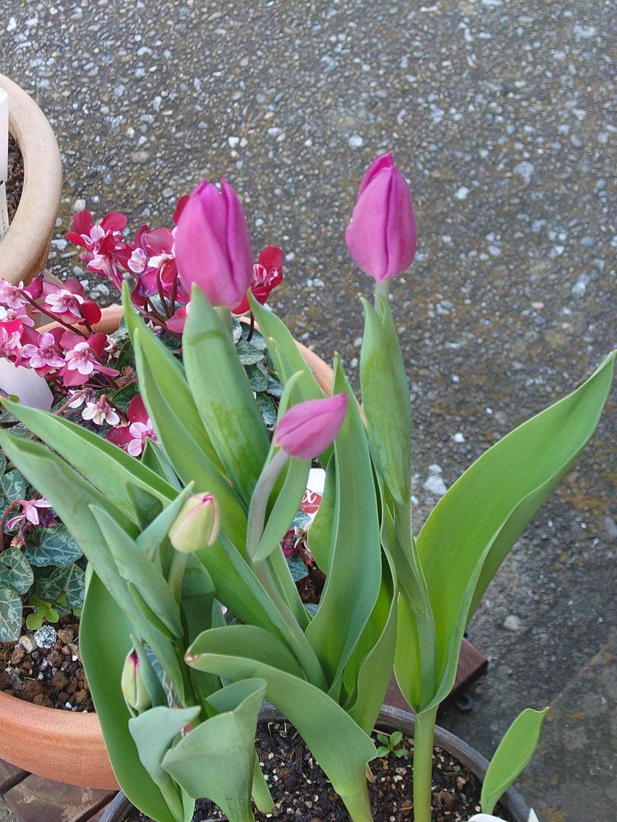 ココネ＠羊術師(@kokone_jp) - Twilog (ツイログ)