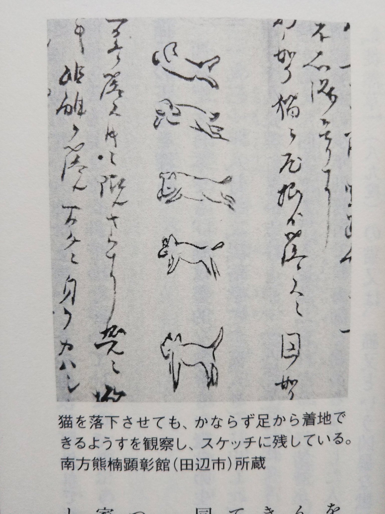 浦木裕 - 楠方熊楠考察黒織部 (@kurooribe) on X - Plurk