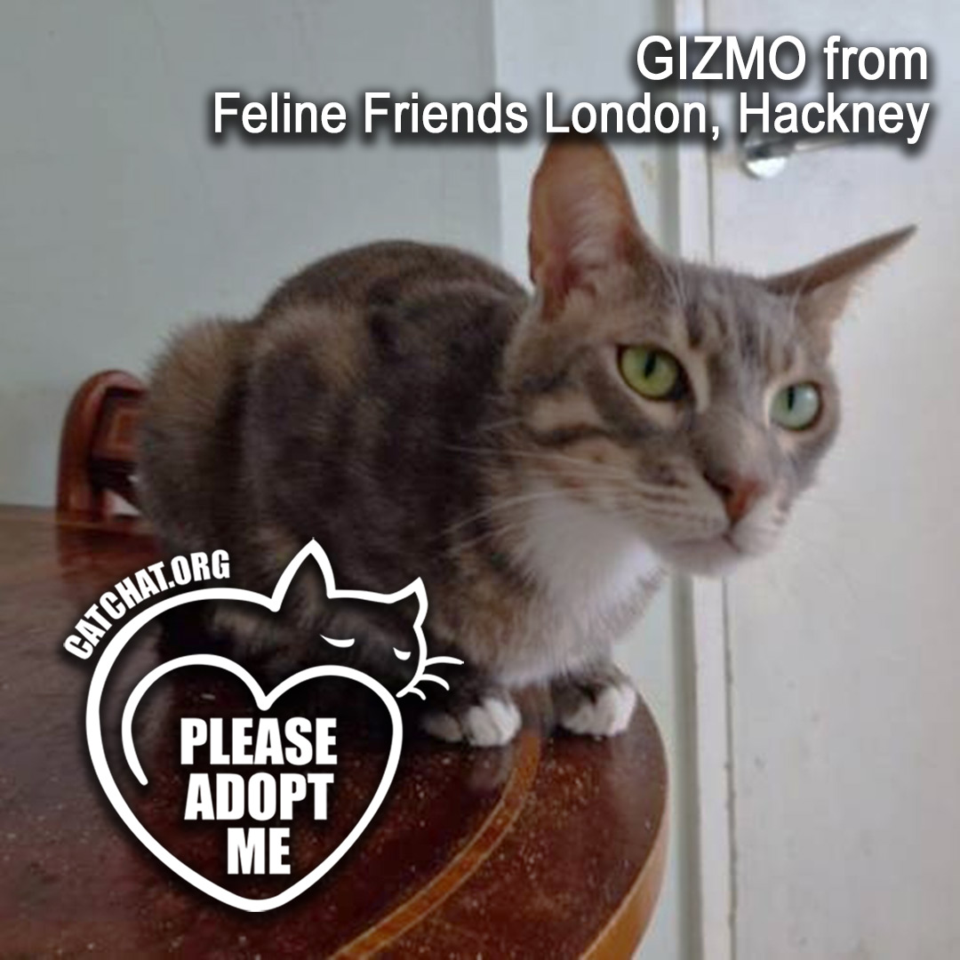 Gizmo Meme Generator