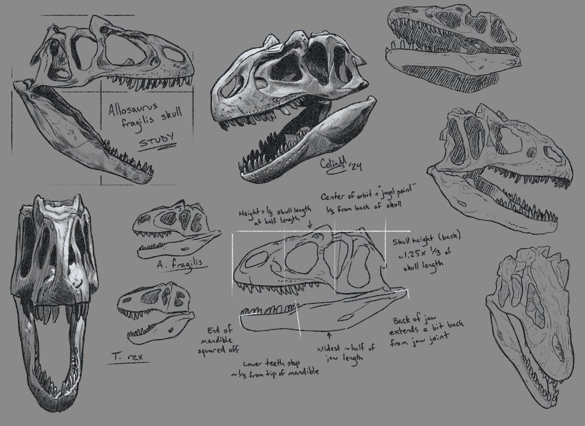 Allosaurus Fragilis Skull