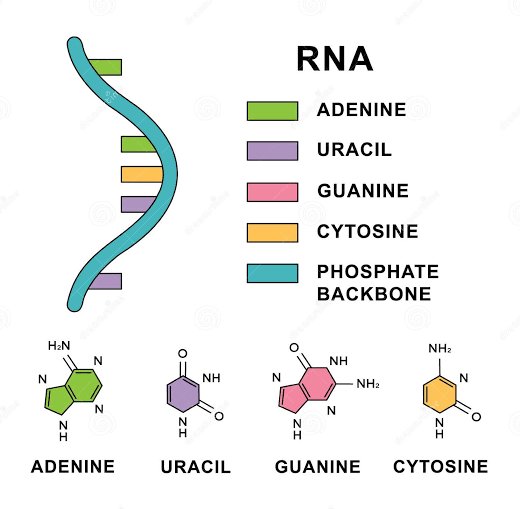 🧵 Learning Basics: DNA and RNA 🧬 What are the applications of mRNA? 🔖 ...