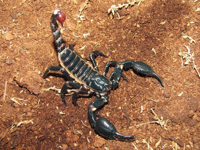 The most unique traditions around the world 🧵 1. In Papua New Guinea ...