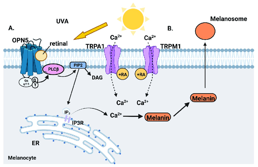 The essential molecule your body is lacking: Melanin. Its role in ...