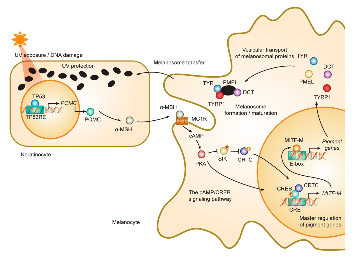 The essential molecule your body is lacking: Melanin. Its role in ...